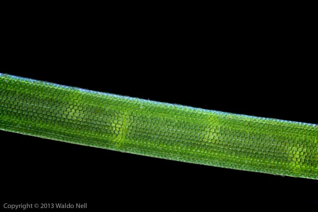 Hair Grass | The Planted Tank Forum