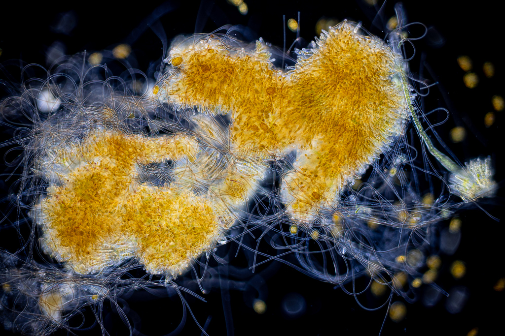 Brown Algae Microscope