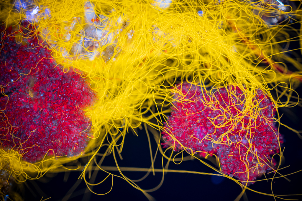 Cyanobacteria and brown algae, fluorescence imaging (pwnell) - www ...