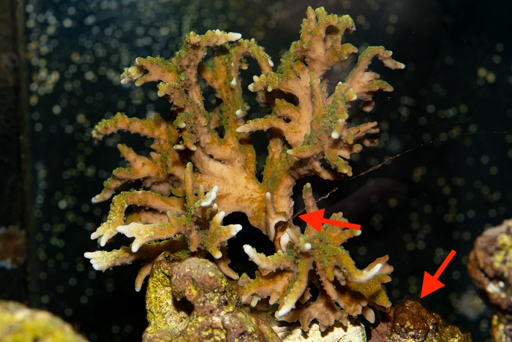 Algae ID needed | Reef2Reef